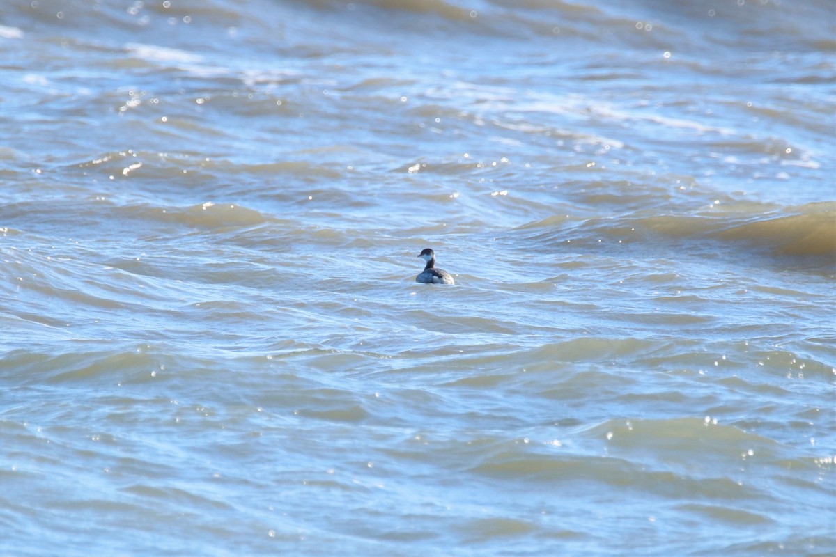 eBird Checklist - 3 Dec 2021 - Corolla Beach Access - 12 species