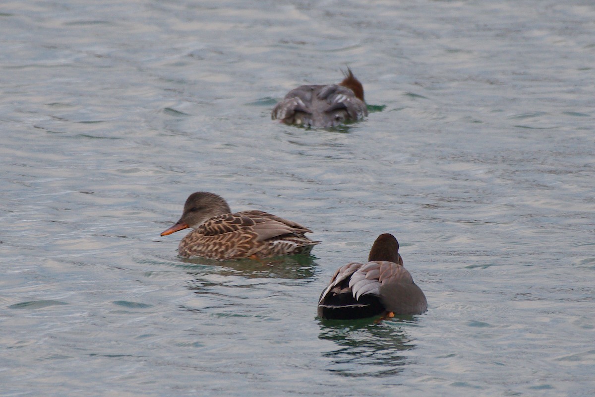 eBird Checklist - 3 Dec 2021 - Kingston--Lake Ontario Park - 12 species