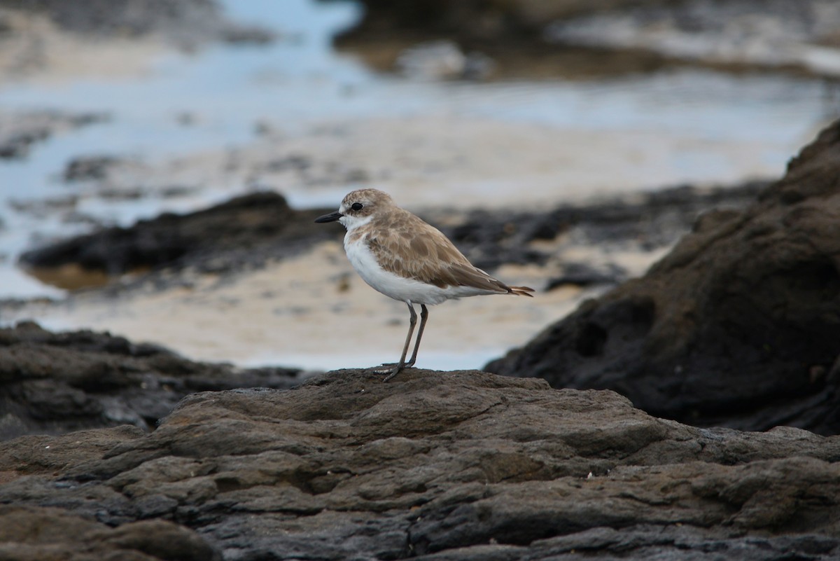 eBird Checklist - 23 Nov 2021 - Flat Rock (Ballina) - 22 species