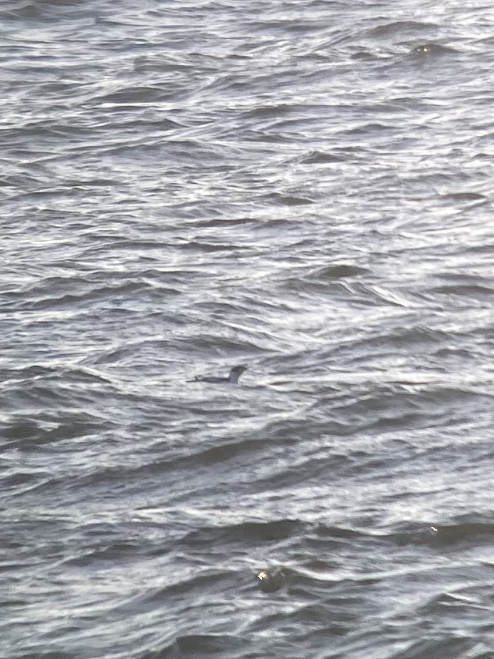 eBird Checklist - 4 Dec 2021 - Rodeo Lagoon - 20 species (+2 other taxa)