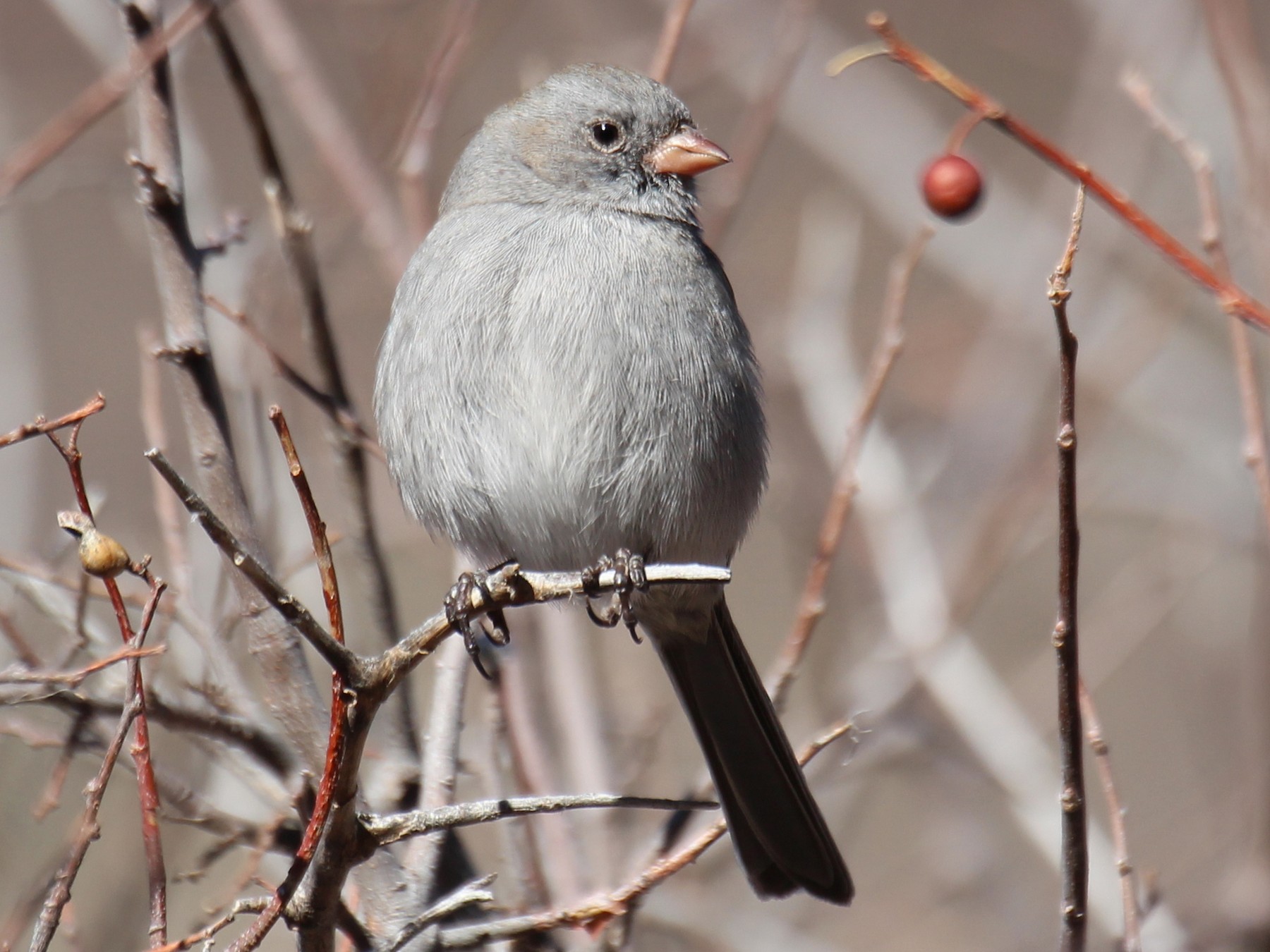 Black-chinned Sparrow - eBird