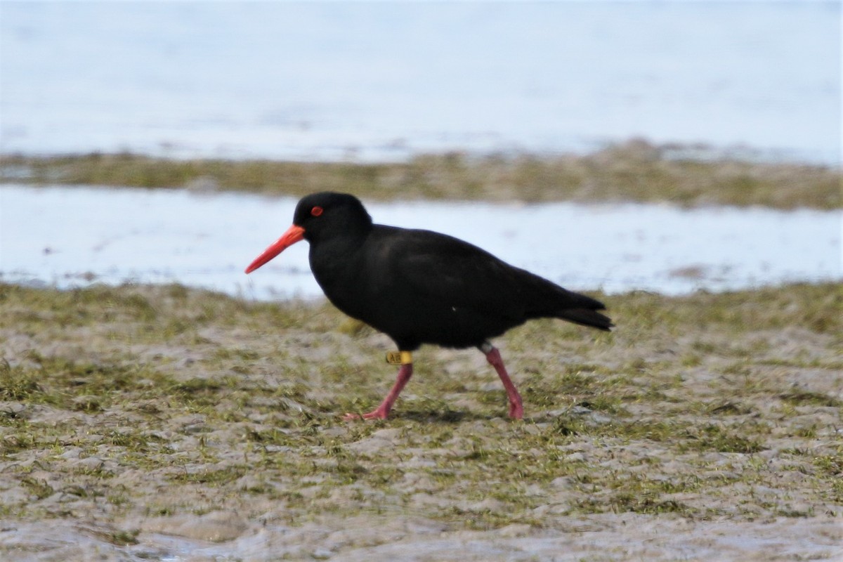 eBird Checklist - 5 Dec 2021 - Toora Beach - 22 species (+1 other taxa)