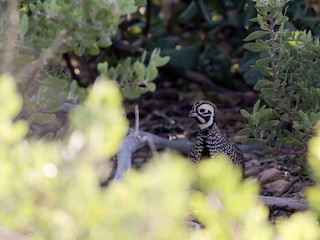 Codorniz de Moctezuma - eBird
