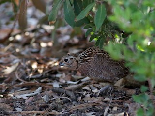Codorniz de Moctezuma - eBird