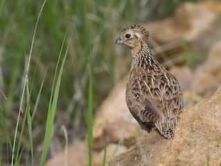 Montezuma Quail - eBird