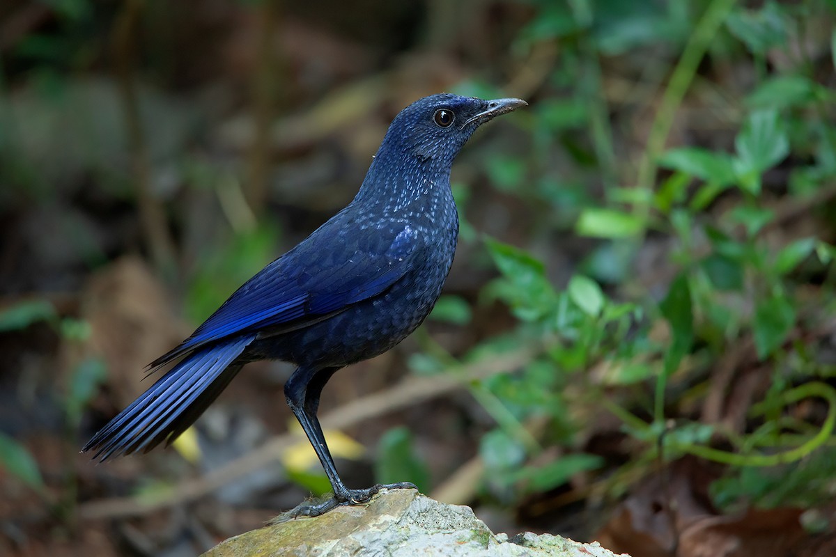 Blue Whistling-Thrush - Myophonus caeruleus - Birds of the World