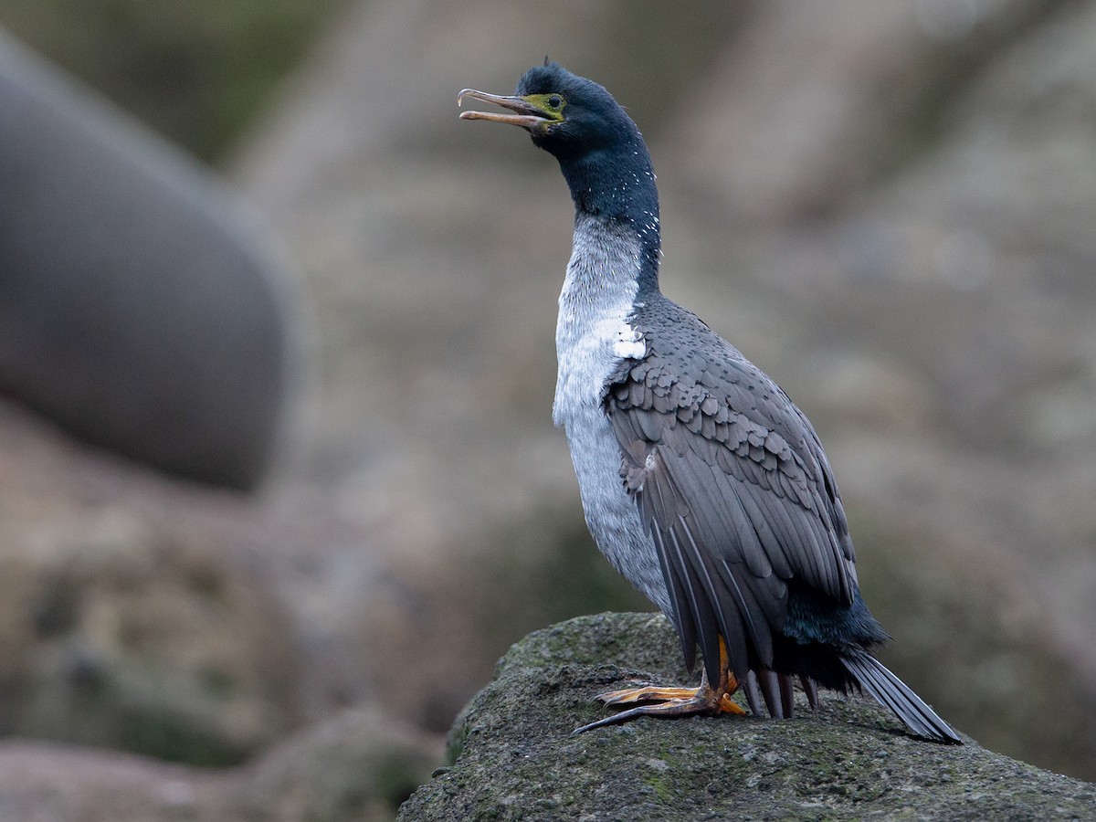 Pitt Island Shag - Phalacrocorax featherstoni - Birds of the World