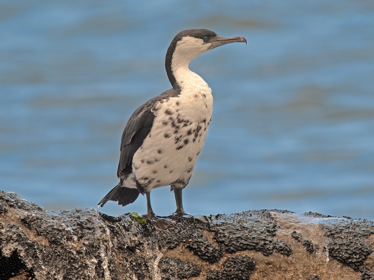Black-faced Cormorant - Phalacrocorax fuscescens - Birds of the World