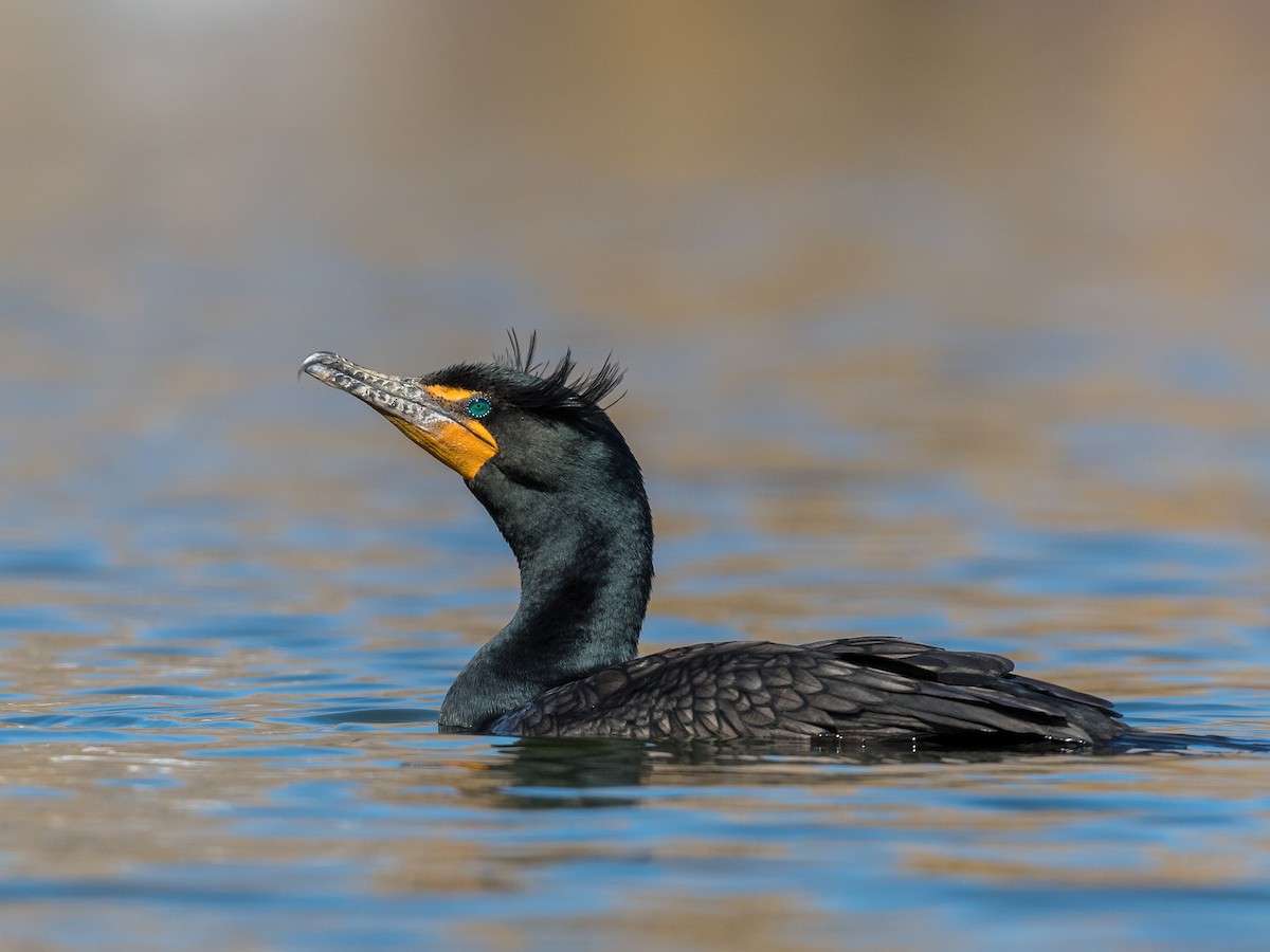 Double-crested Cormorant - Nannopterum auritum - Birds of the World
