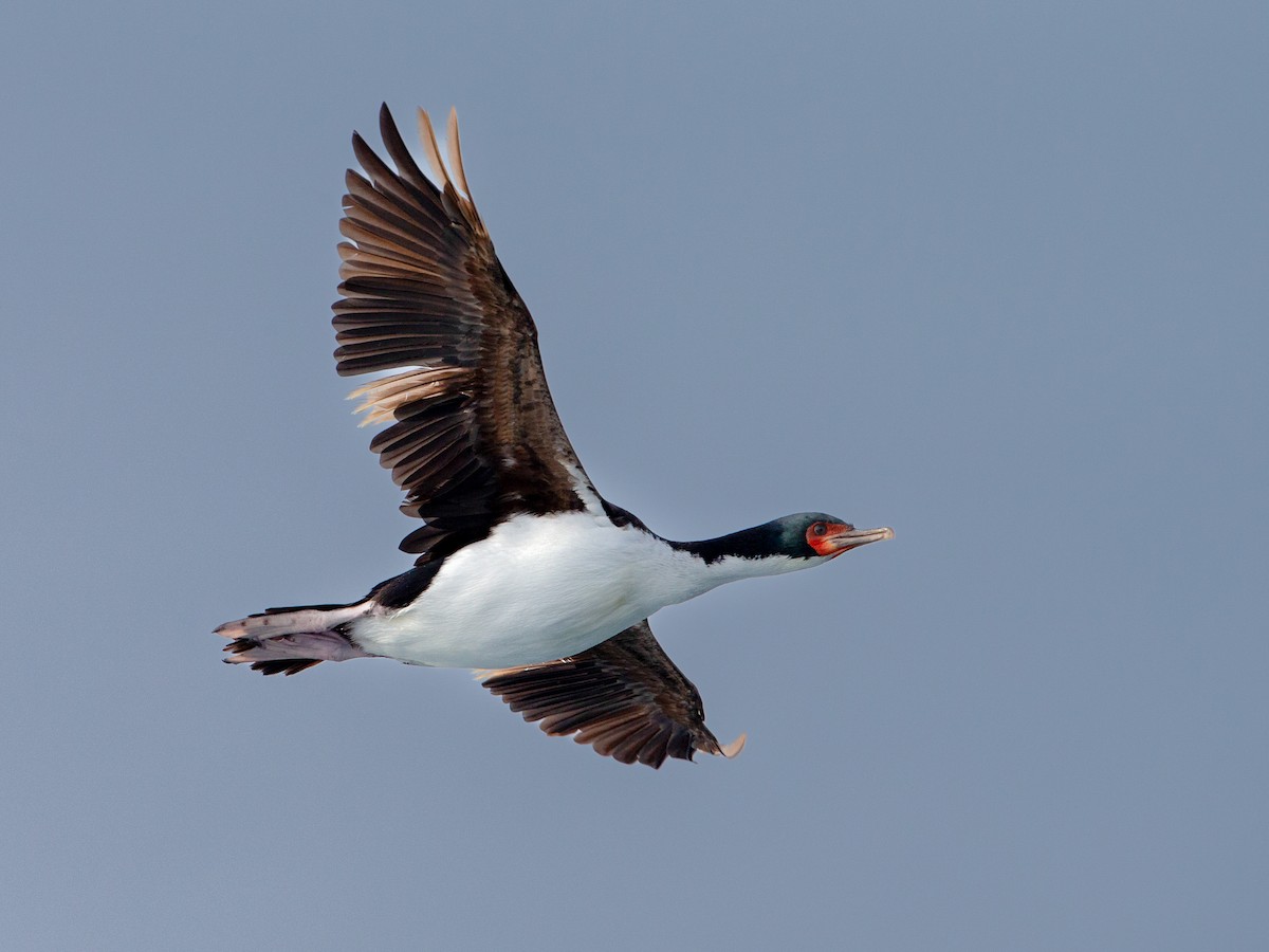 Bounty Islands Shag - Leucocarbo ranfurlyi - Birds of the World