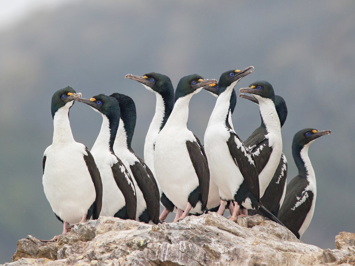 New Zealand King Shag - Leucocarbo carunculatus - Birds of the World