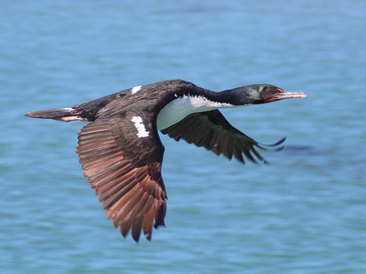 Stewart Island Shag - Leucocarbo chalconotus - Birds of the World