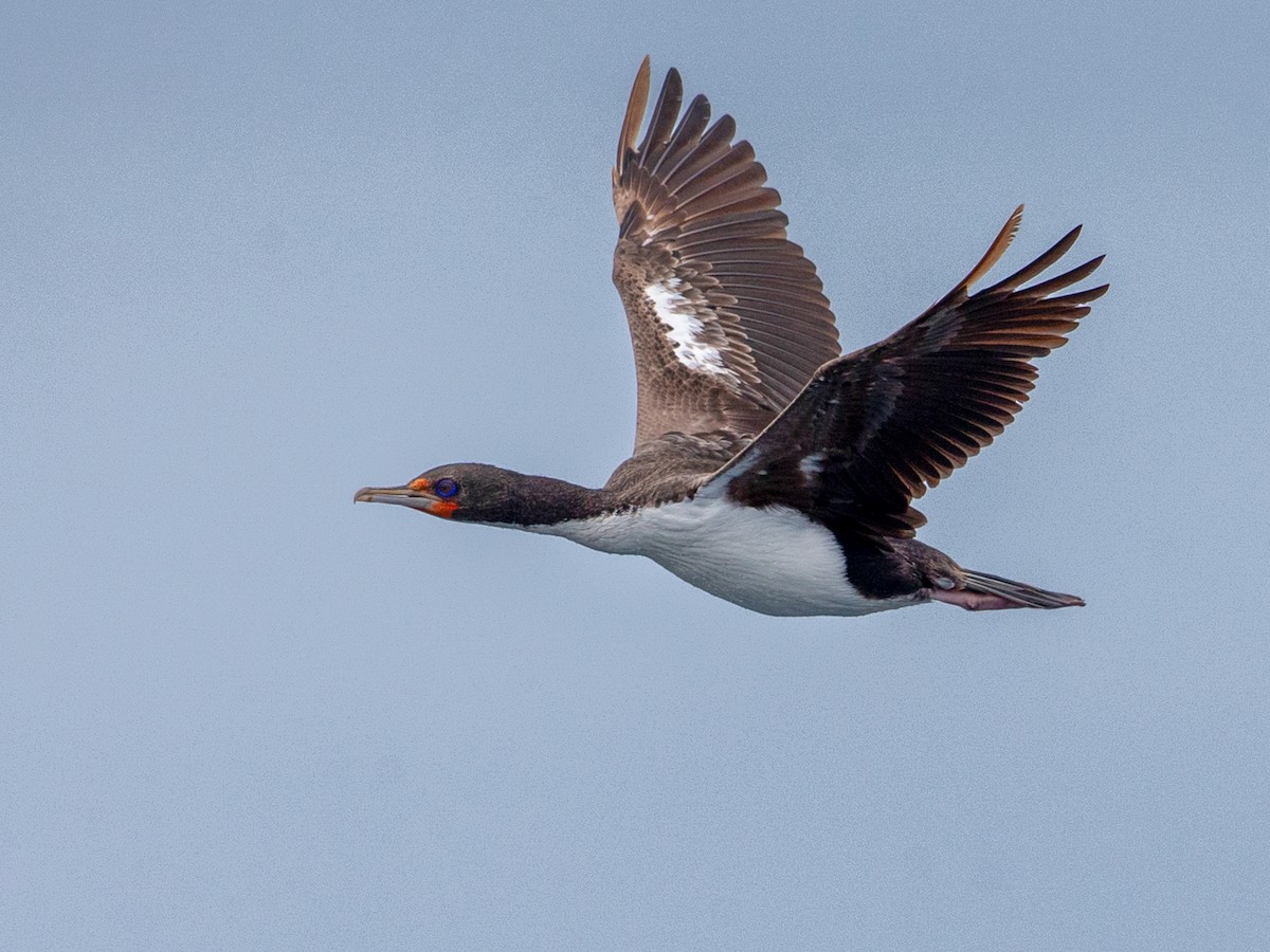 Chatham Islands Shag - Leucocarbo onslowi - Birds of the World