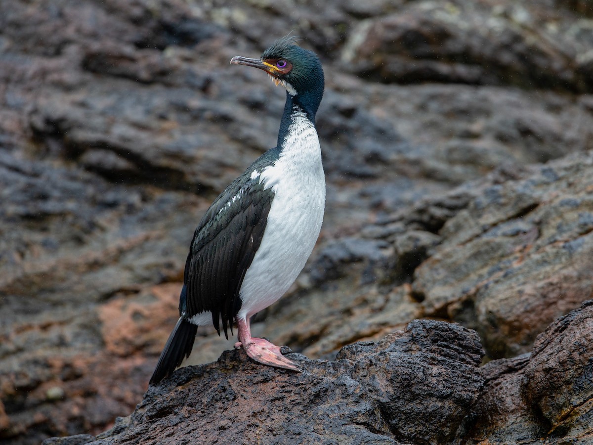 Auckland Islands Shag - Leucocarbo colensoi - Birds of the World