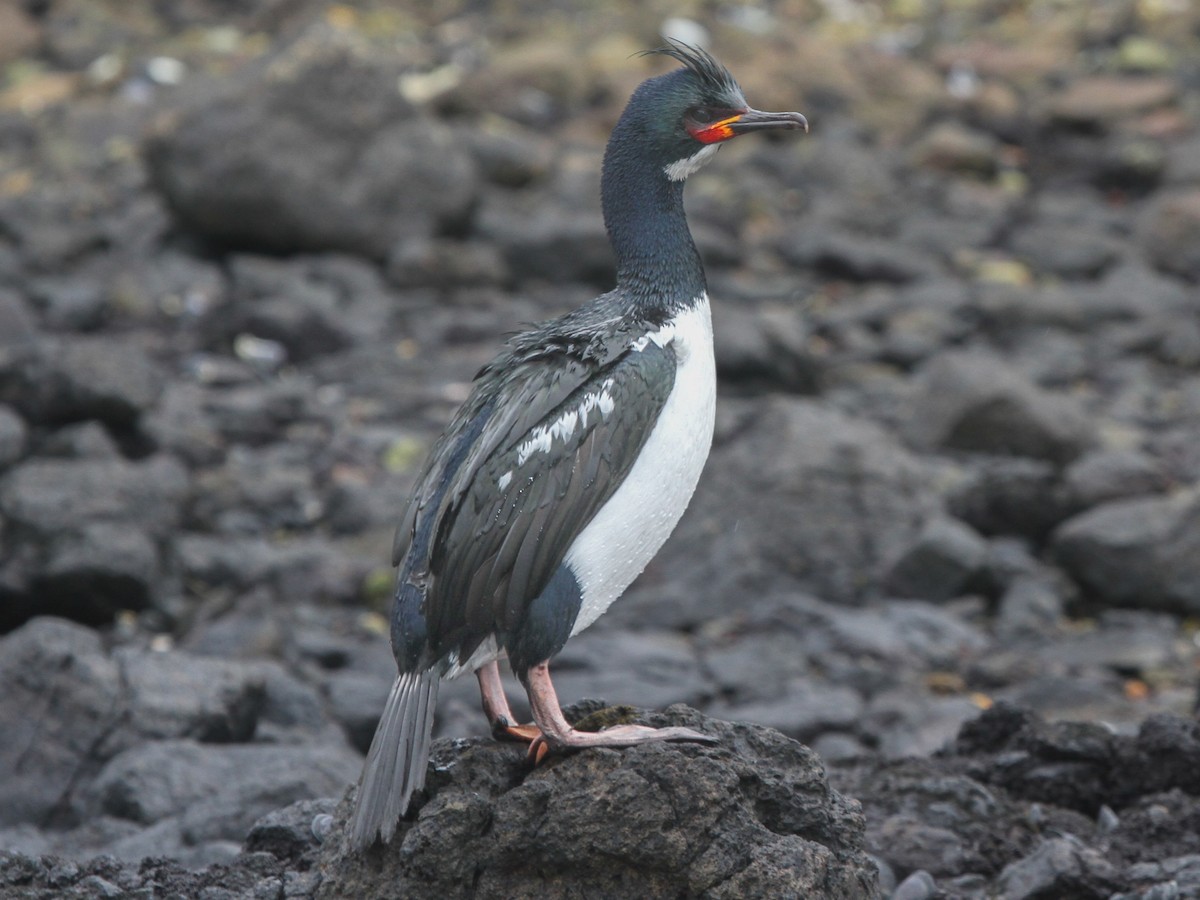 Campbell Islands Shag - Leucocarbo campbelli - Birds of the World