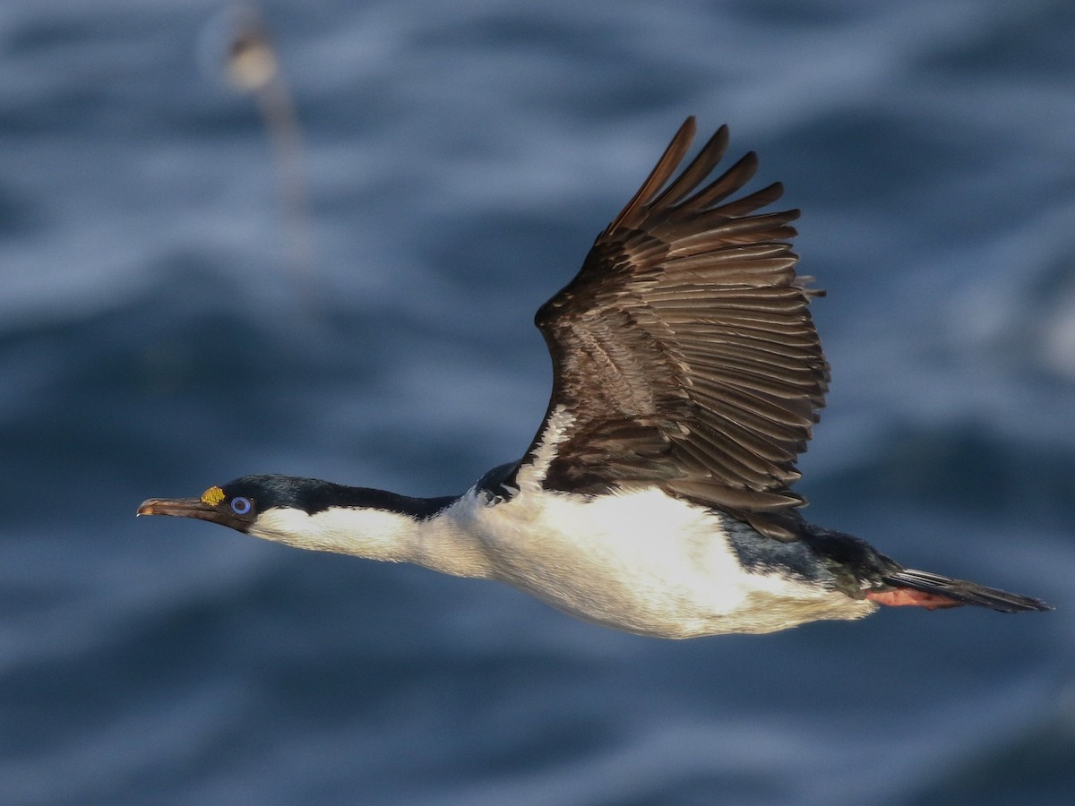 Antarctic Shag - Leucocarbo bransfieldensis - Birds of the World