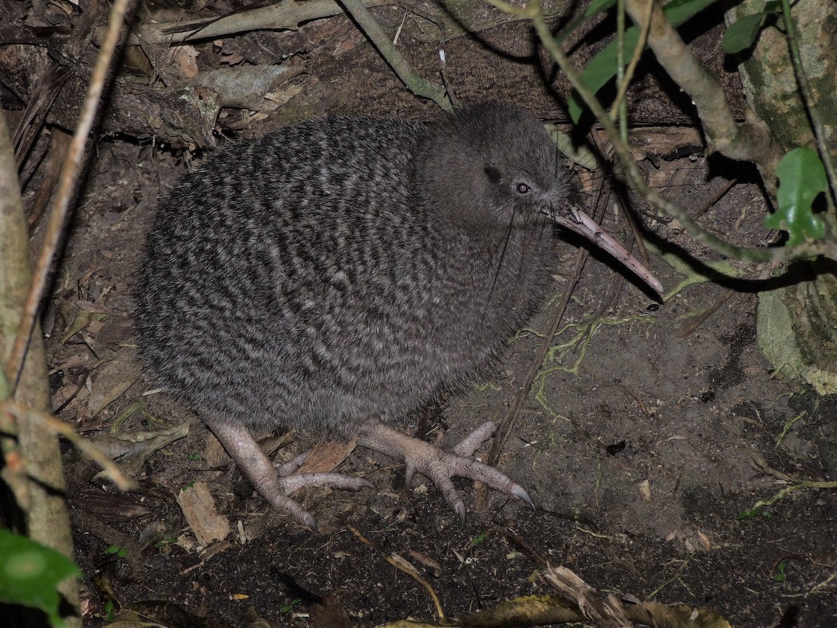 Little Spotted Kiwi - Apteryx owenii - Birds of the World