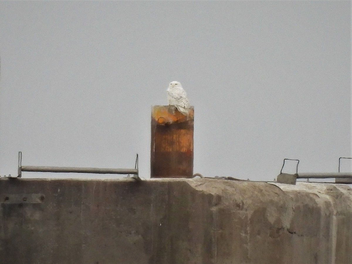 eBird Checklist - 5 Dec 2021 - Oakville--South Shell Park and Suncor ...