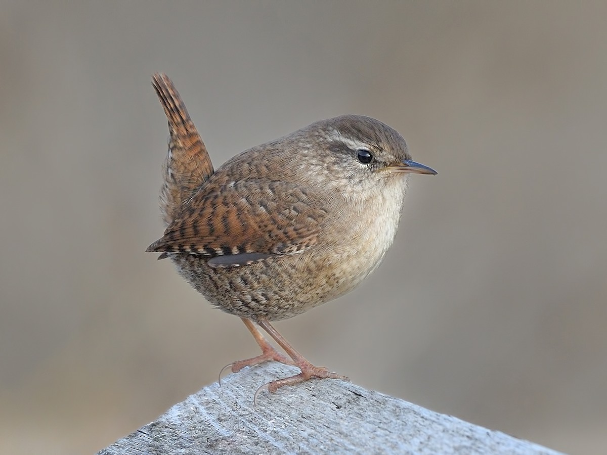 Eurasian Wren - Troglodytes troglodytes - Birds of the World