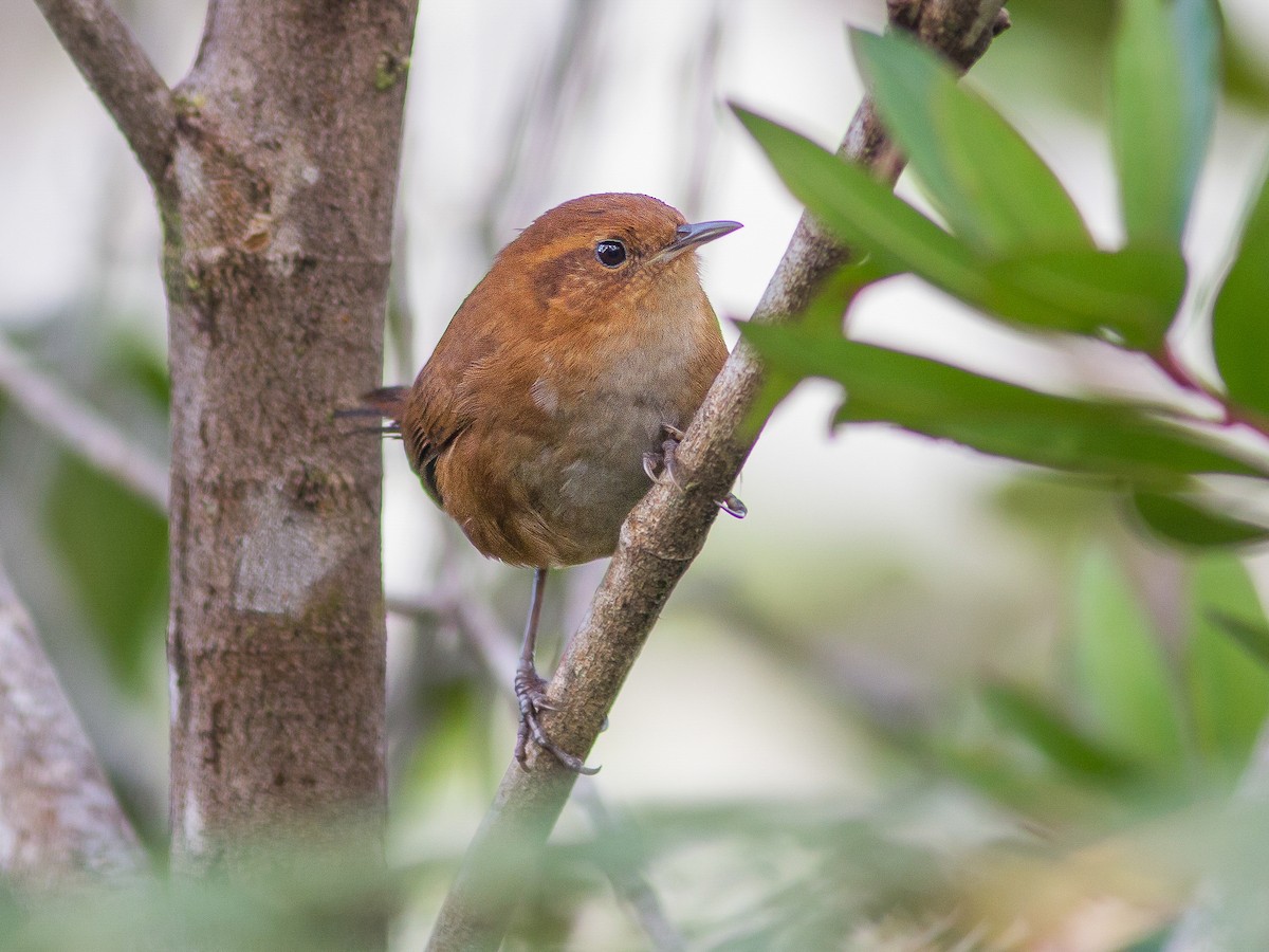 Tepui Wren - Troglodytes rufulus - Birds of the World