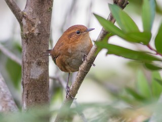 Tepui Wren - Troglodytes rufulus - Birds of the World