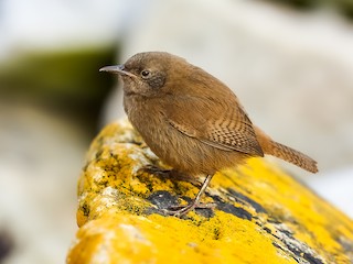 Cobb's Wren - Troglodytes cobbi - Birds of the World