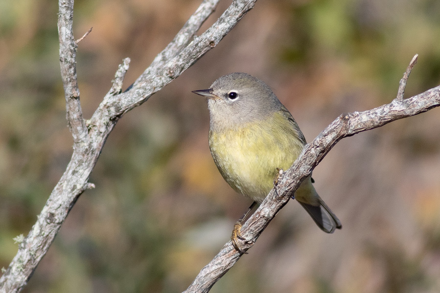 Orange-crowned Warbler (Gray-headed) - eBird