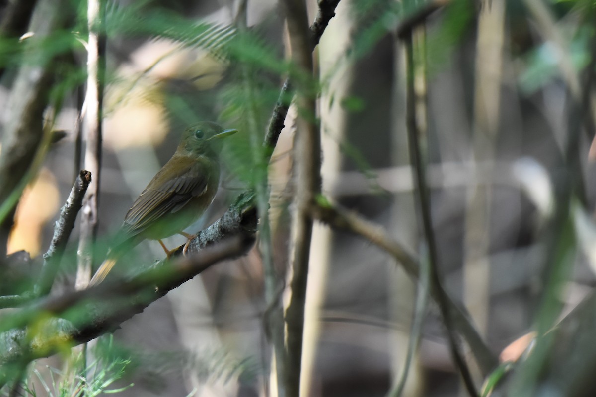 ML393793041 Brown-chested Jungle Flycatcher Macaulay Library