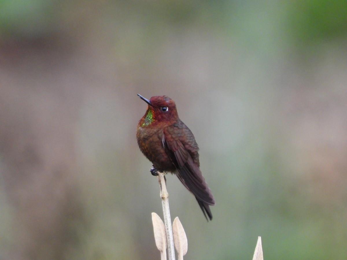 eBird Peru Checklist - 26 Nov 2021 - Bosque Unchog (Valqui D5.3) - 14 ...