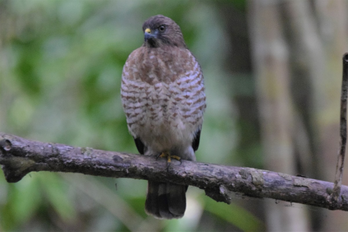 eBird Checklist - 5 Dec 2021 - Punta Leona Resort--forest reserve - 120 ...