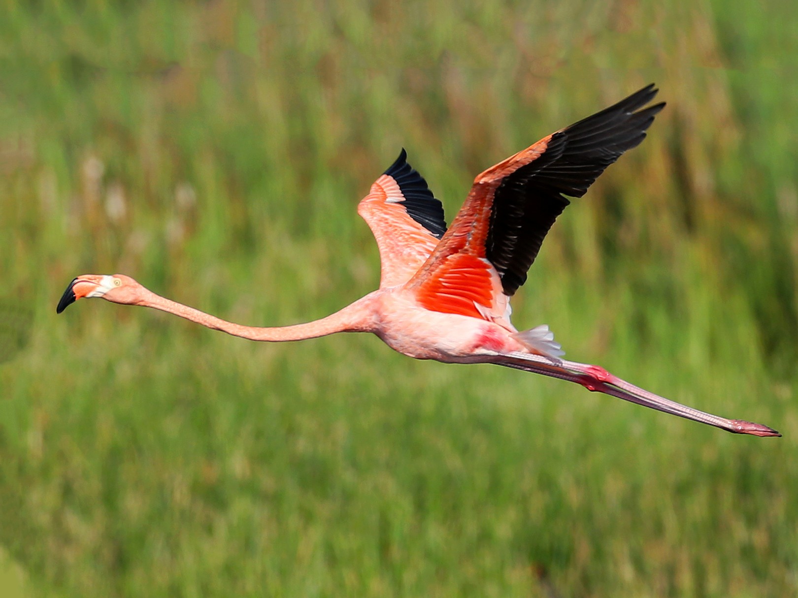 American Flamingo - eBird