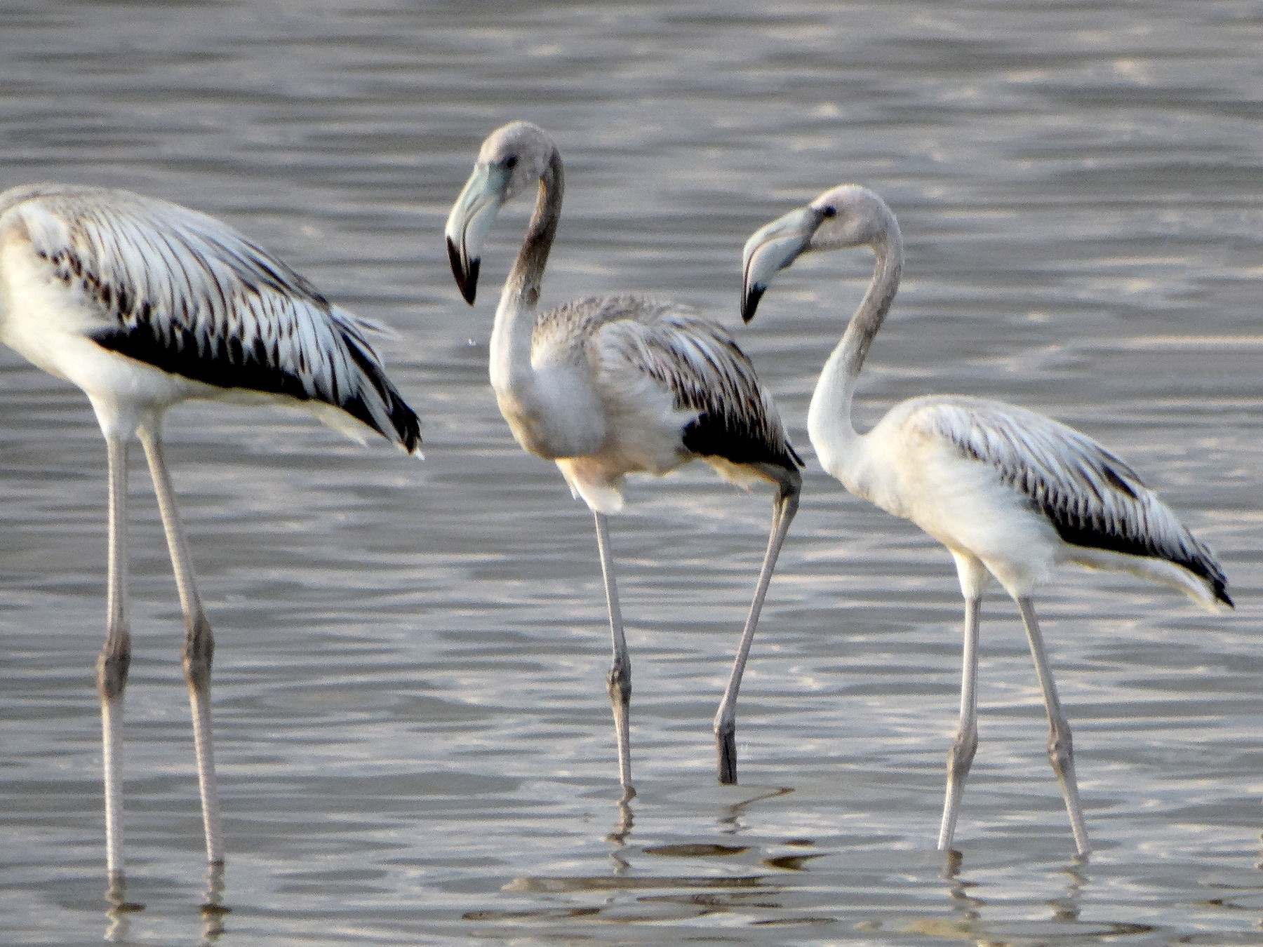 American Flamingo - eBird