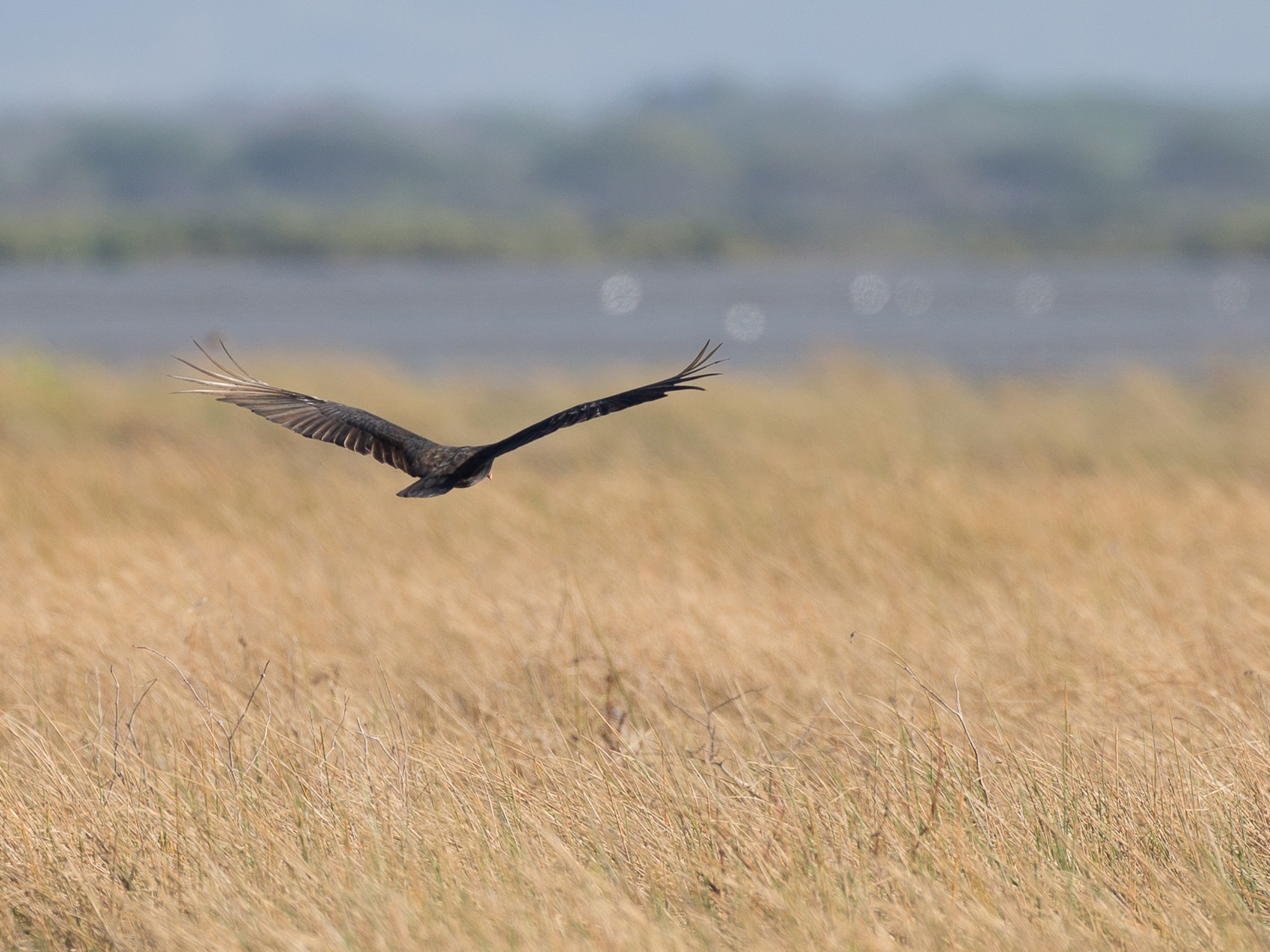 Mali žutoglavi lešinar - eBird