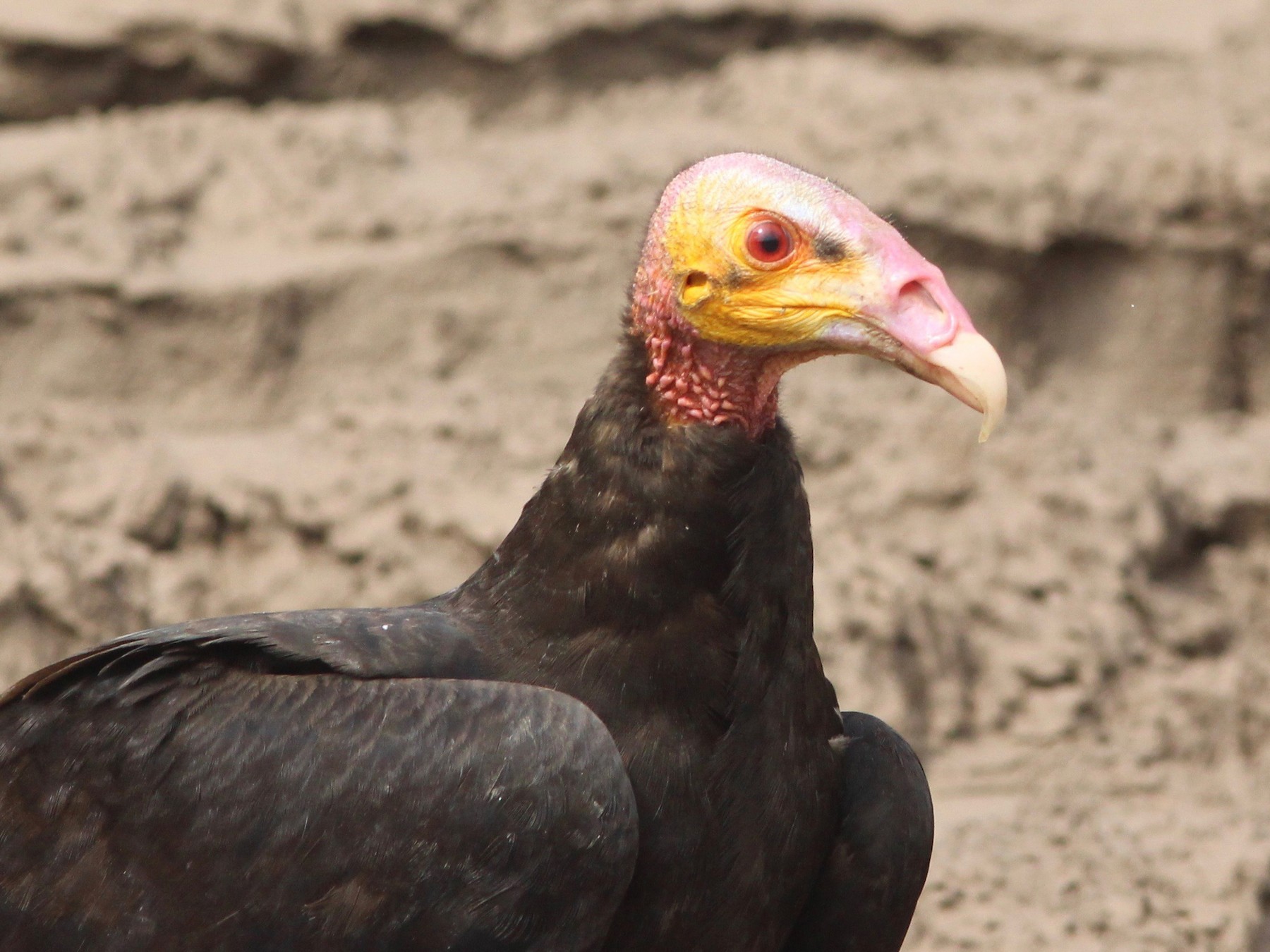 Lesser Yellow-headed Vulture - eBird