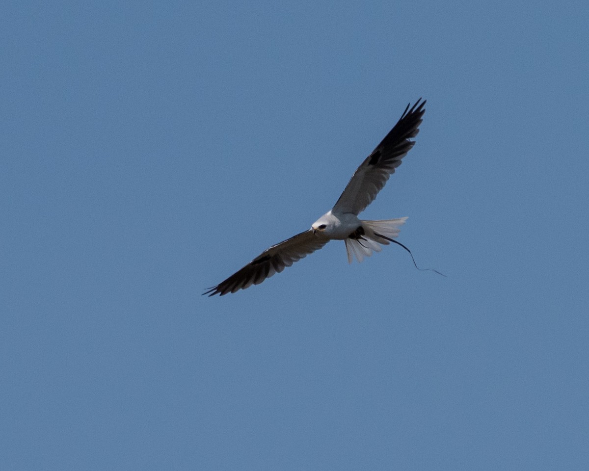 eBird Checklist - 31 Aug 2016 - Chapada dos Guimarães--Mirante - 13 ...