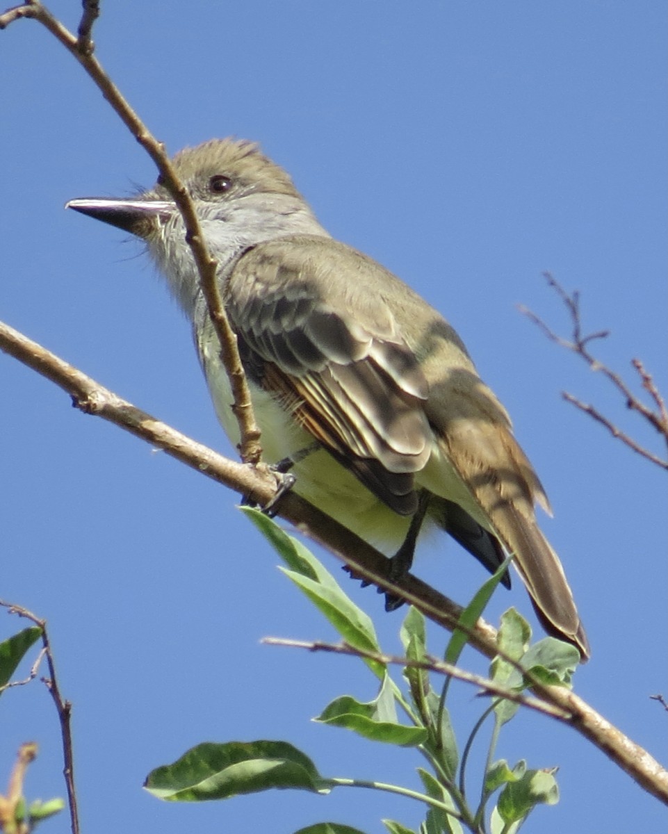 eBird Checklist - 5 Dec 2021 - Chrisanta Drive riparian (formerly La ...