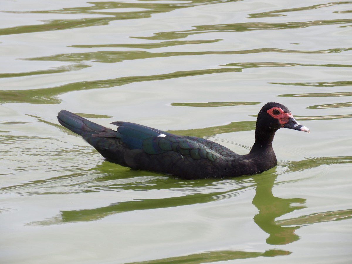 eBird Checklist - 13 Jan 2020 - Univ. of Texas, RGV (Brownsville ...