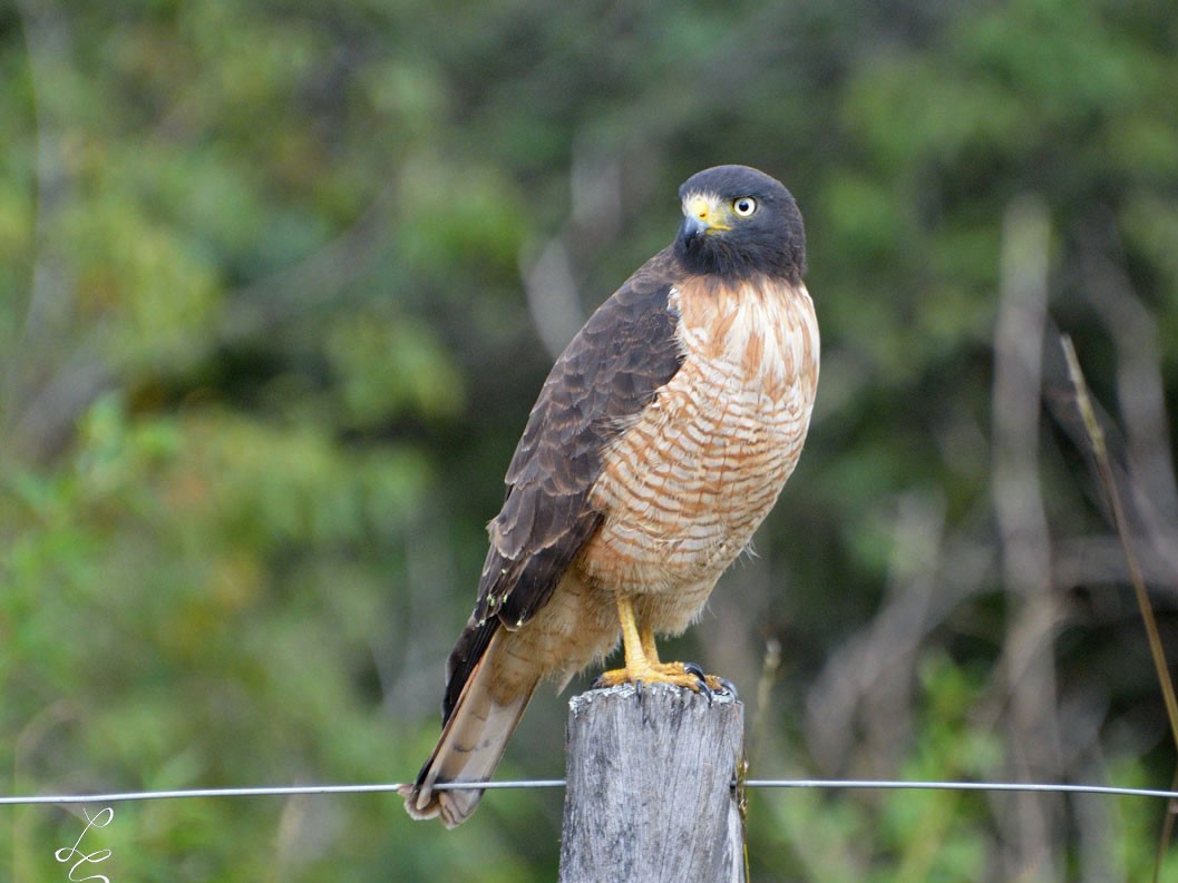 Roadside Hawk - eBird