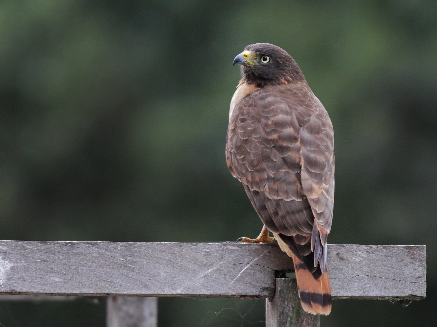 Roadside Hawk - eBird