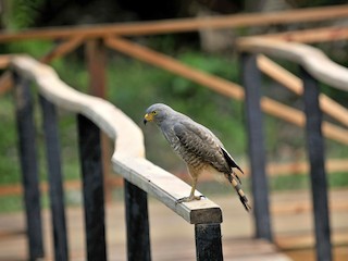 Roadside Hawk - eBird
