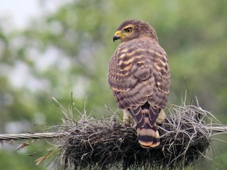 Roadside Hawk - eBird