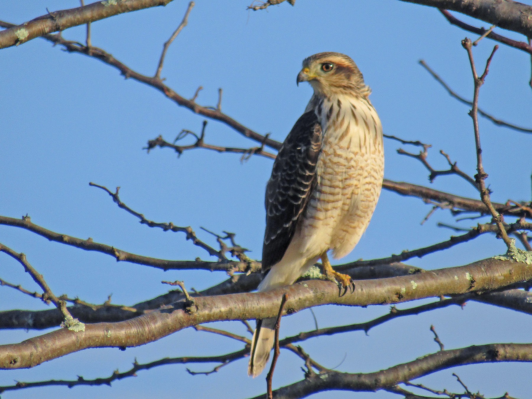 Roadside Hawk - eBird