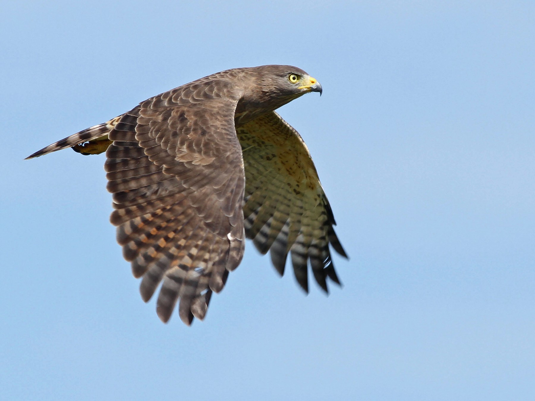 Aguililla Caminera - eBird