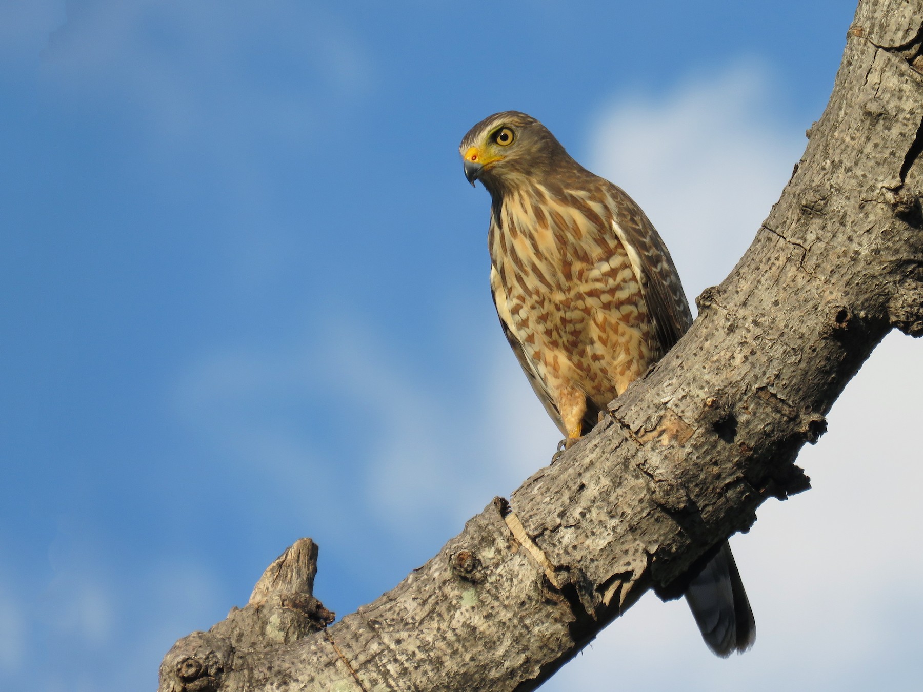 Roadside Hawk - eBird
