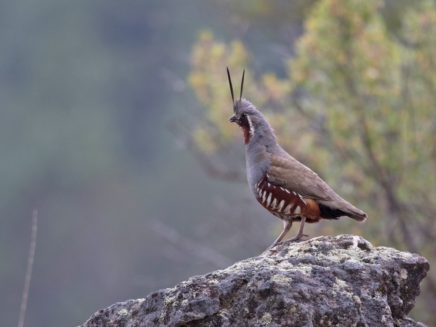 Mountain Quail - eBird