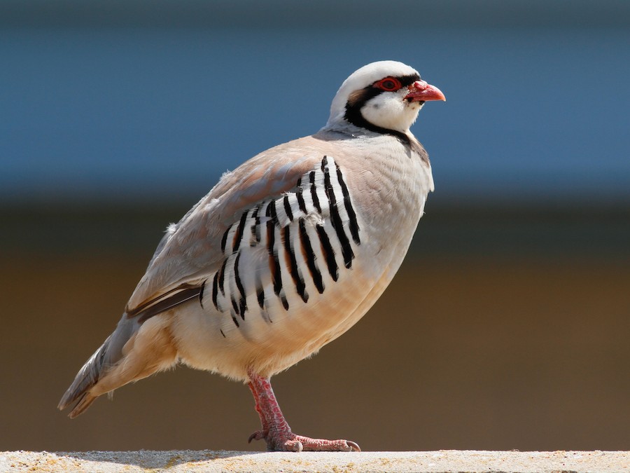 Chukar - eBird