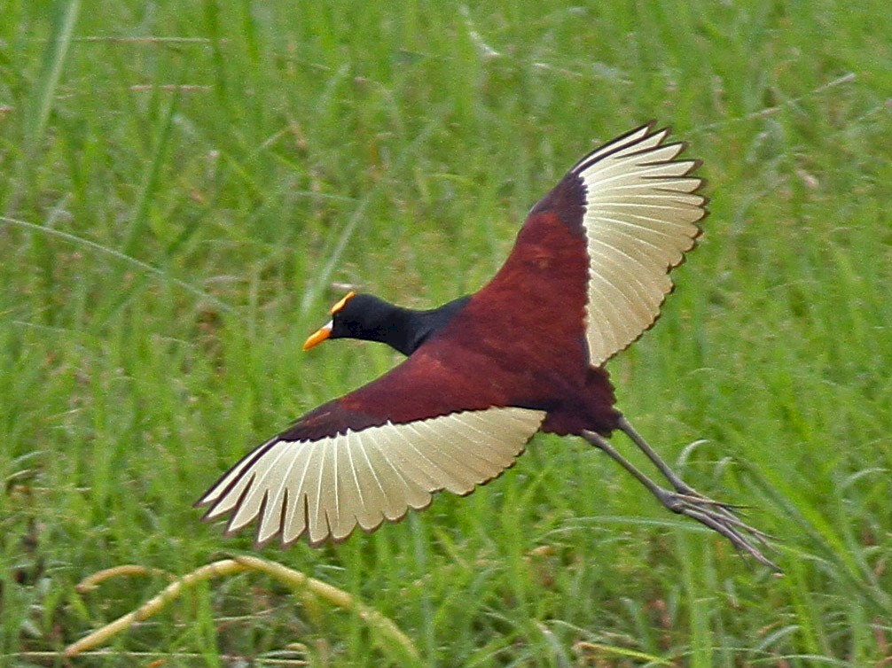 Northern Jacana - eBird