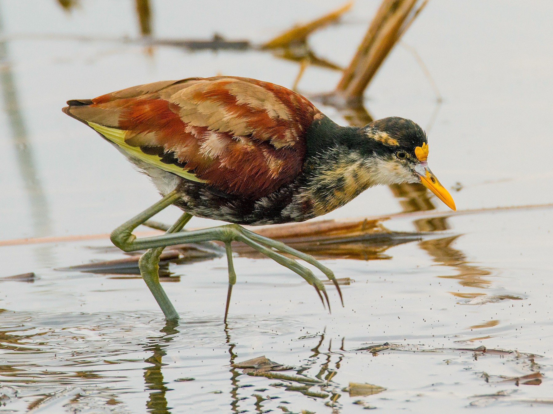 Northern Jacana - eBird