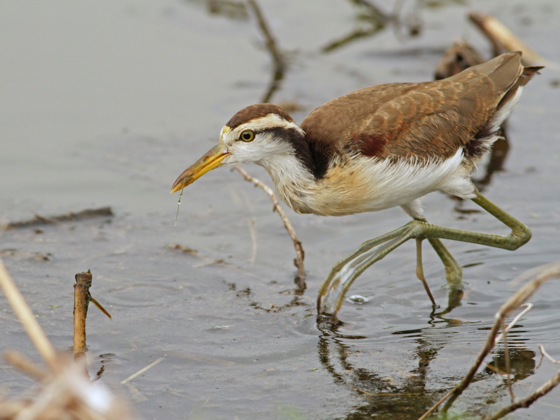 Northern Jacana - eBird