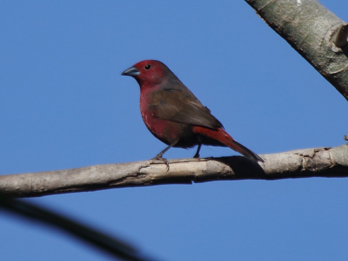 Mali Firefinch - Lagonosticta virata - Birds of the World